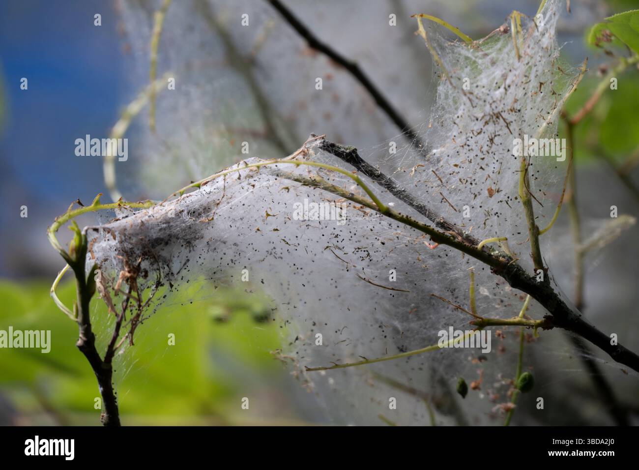 Common Ermine Moth Caterpillars webs on Bird Cherry tree, the webs ...