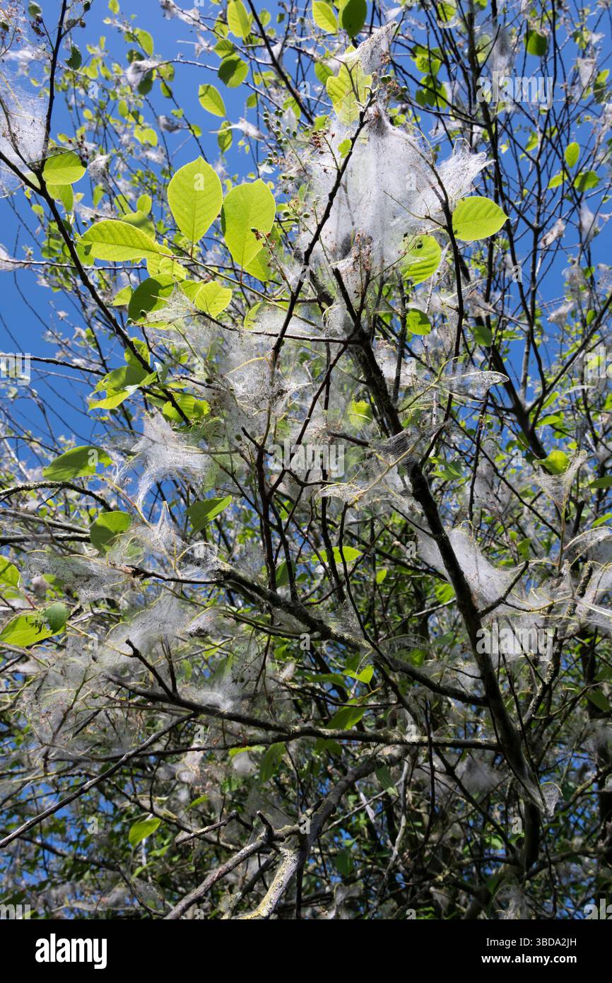 Common Ermine Moth Caterpillars webs on Bird Cherry tree, the webs ...