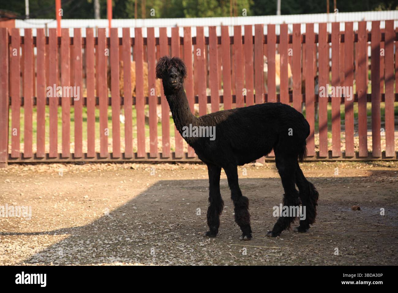 Black alpaca standing on gravel near a red wooden fence in a sunny zoo ...
