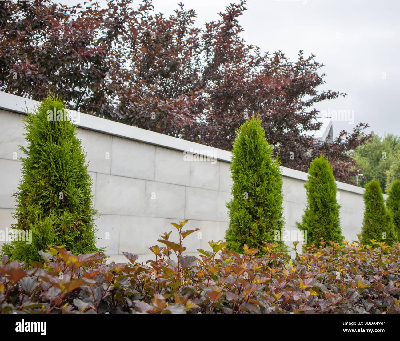 A row of tall evergreen Thuja occidentalis trees and beautiful shrubs ...