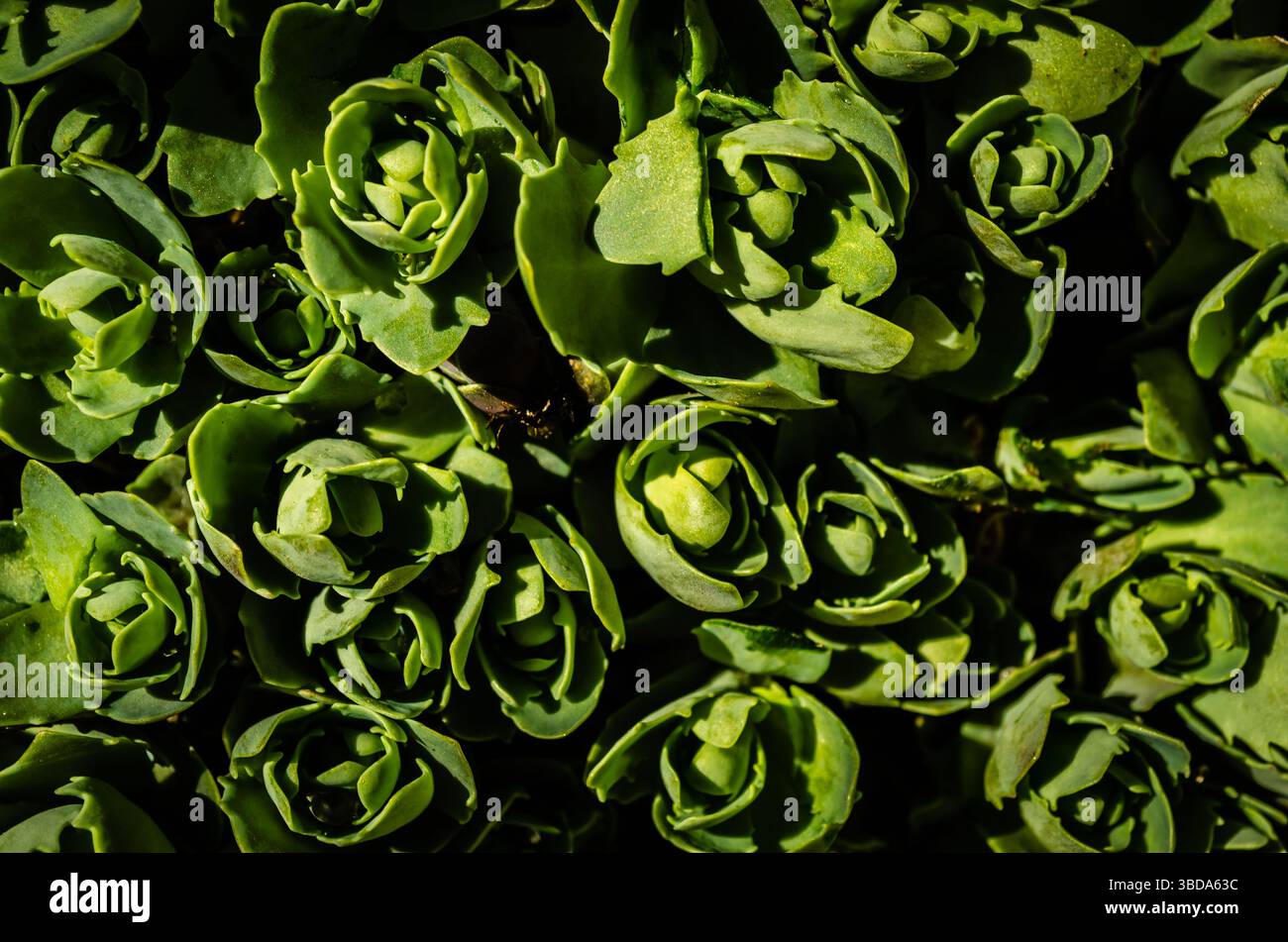 Closeup horizontal frame of fresh spring Sedum bush prouts in the ...