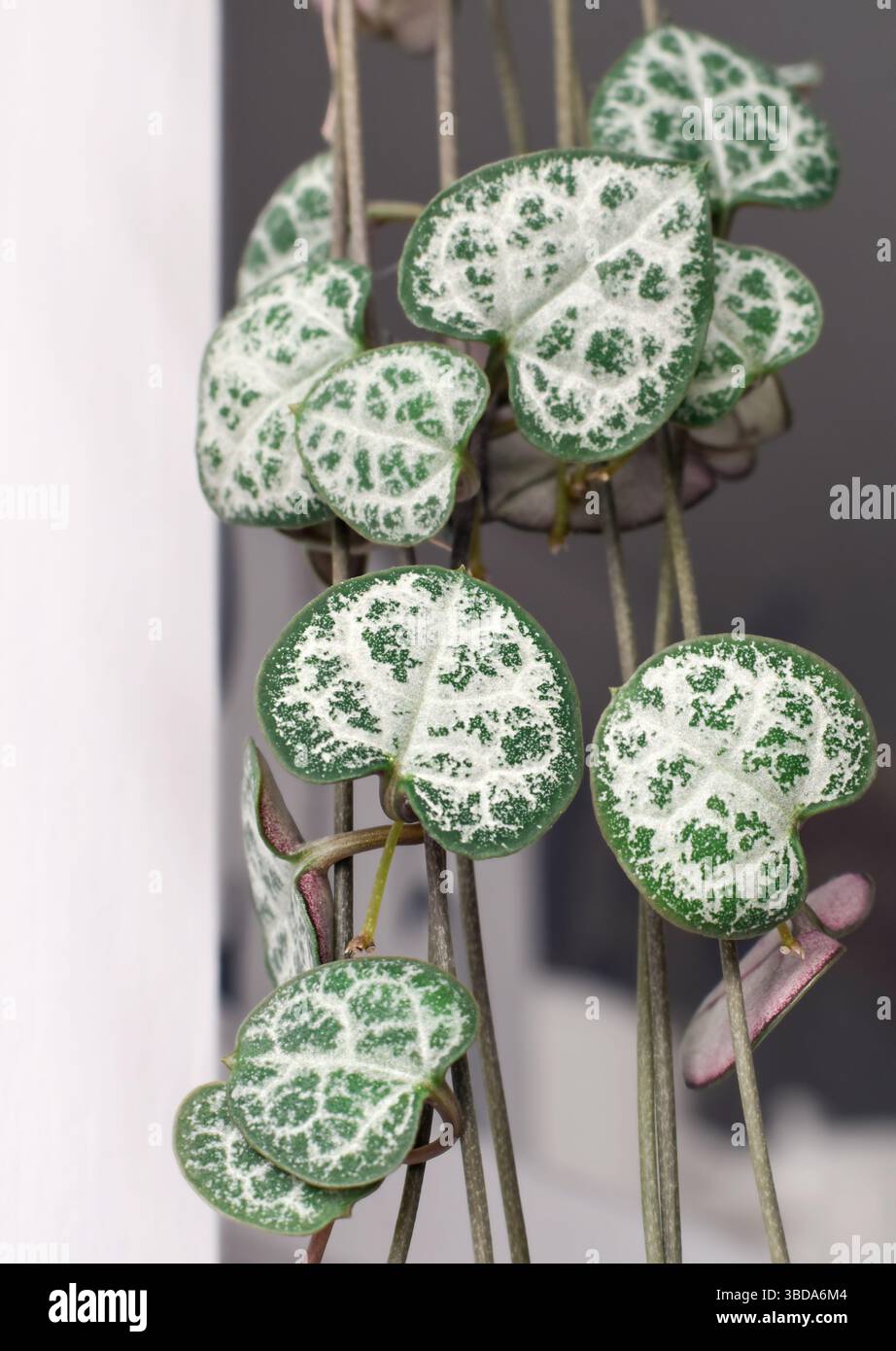 Closeup leaves of string of hearts vine houseplant Stock Photo - Alamy