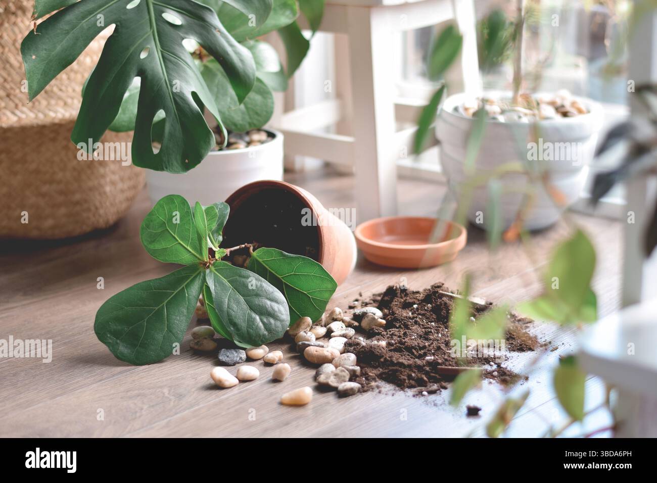 Plant pot and soil spread out on a floor Stock Photo - Alamy