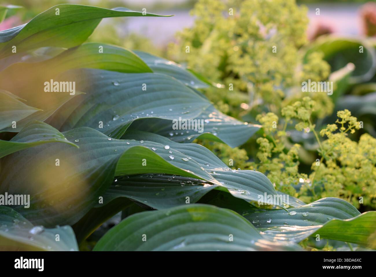 Water drops on large hosta leaves in a perennial summer graden ...
