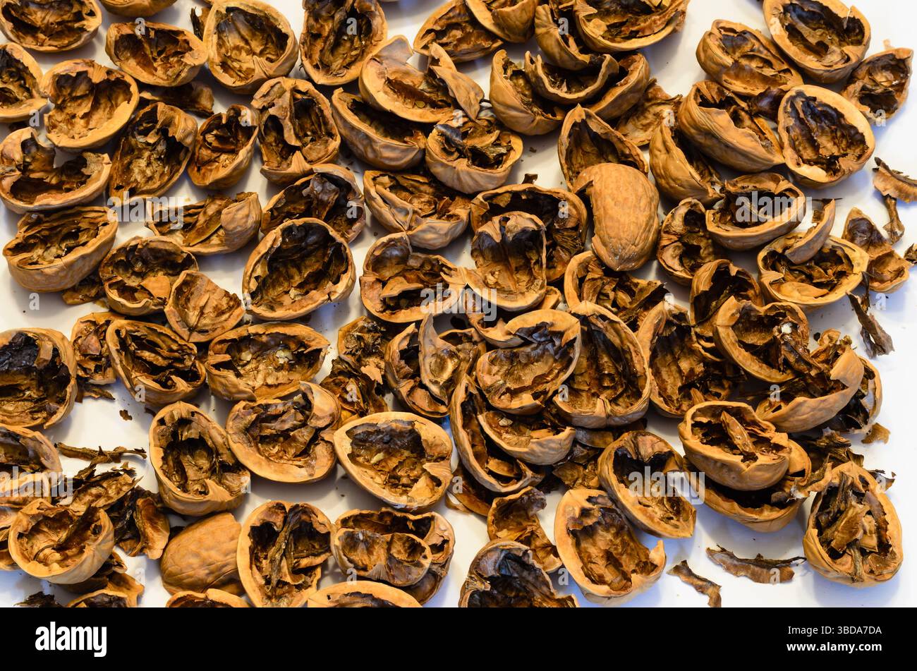 Wide view of broken walnut shells filling the frame on a white ...