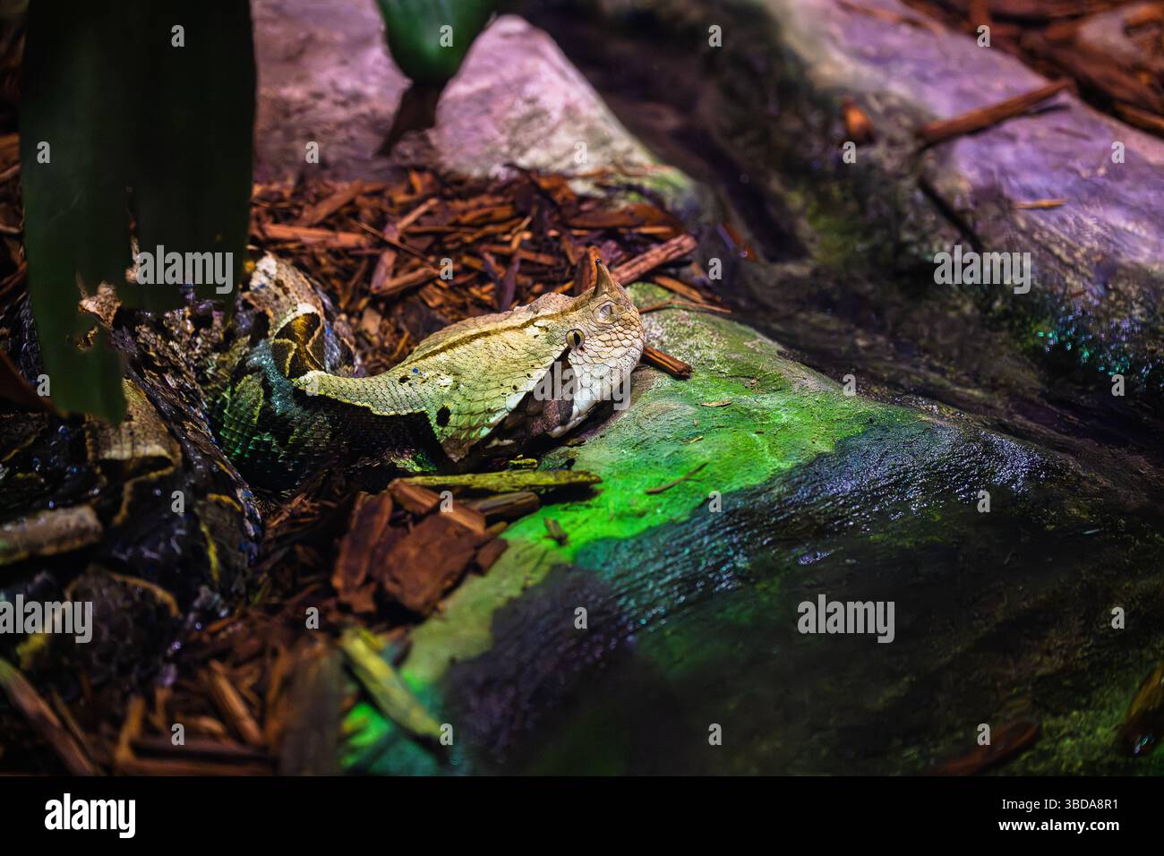The Gaboon viper This large venomous snake is native to the rainforests ...