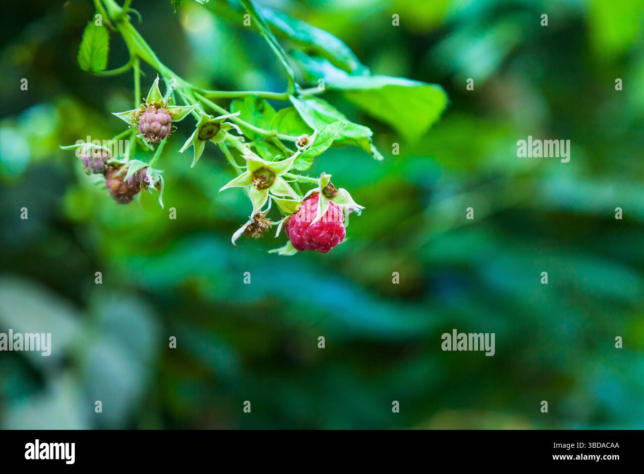 Raspberry branch ripe raspberries hi-res stock photography and images ...