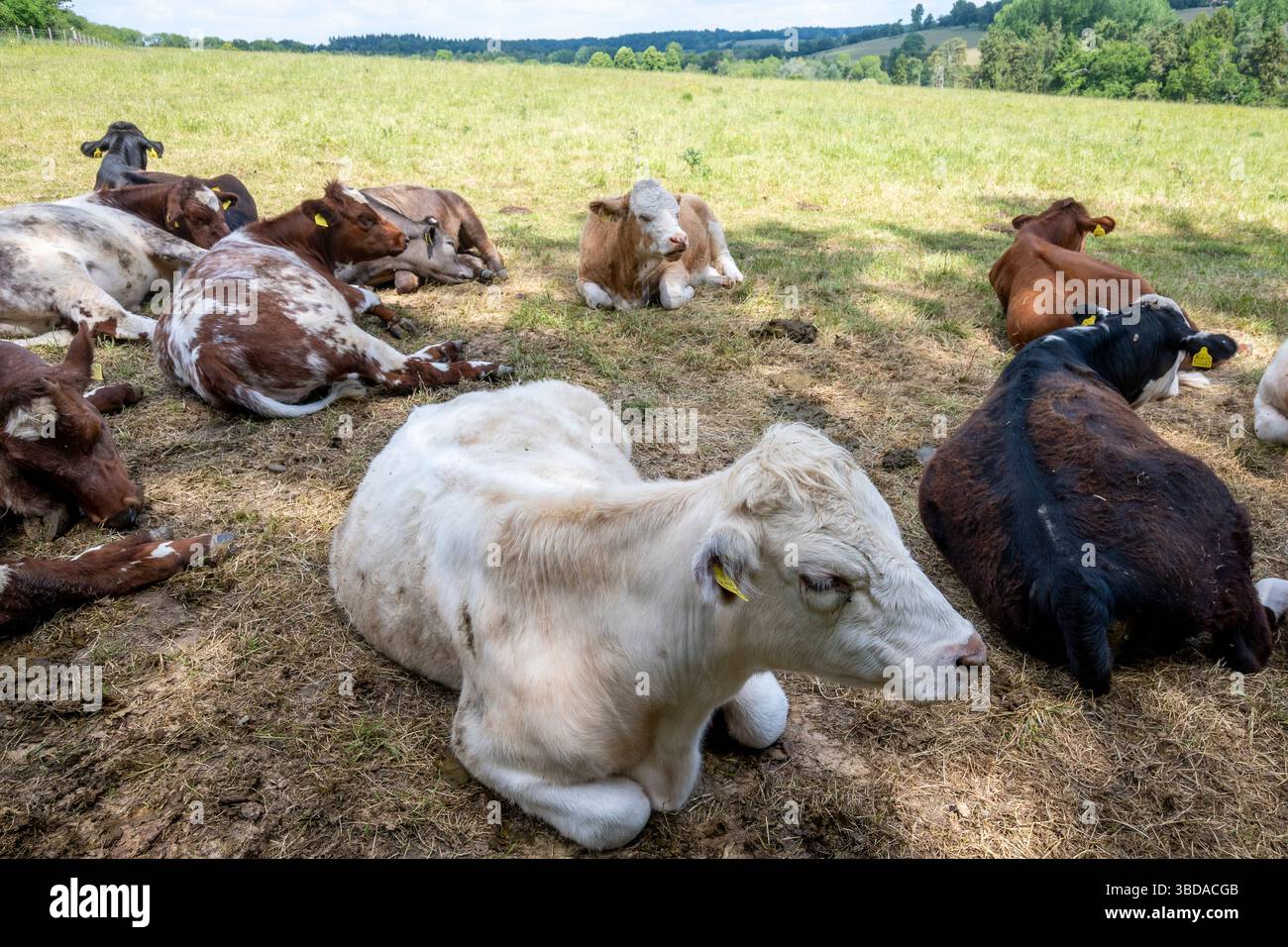 Spring holiday period hi-res stock photography and images - Alamy