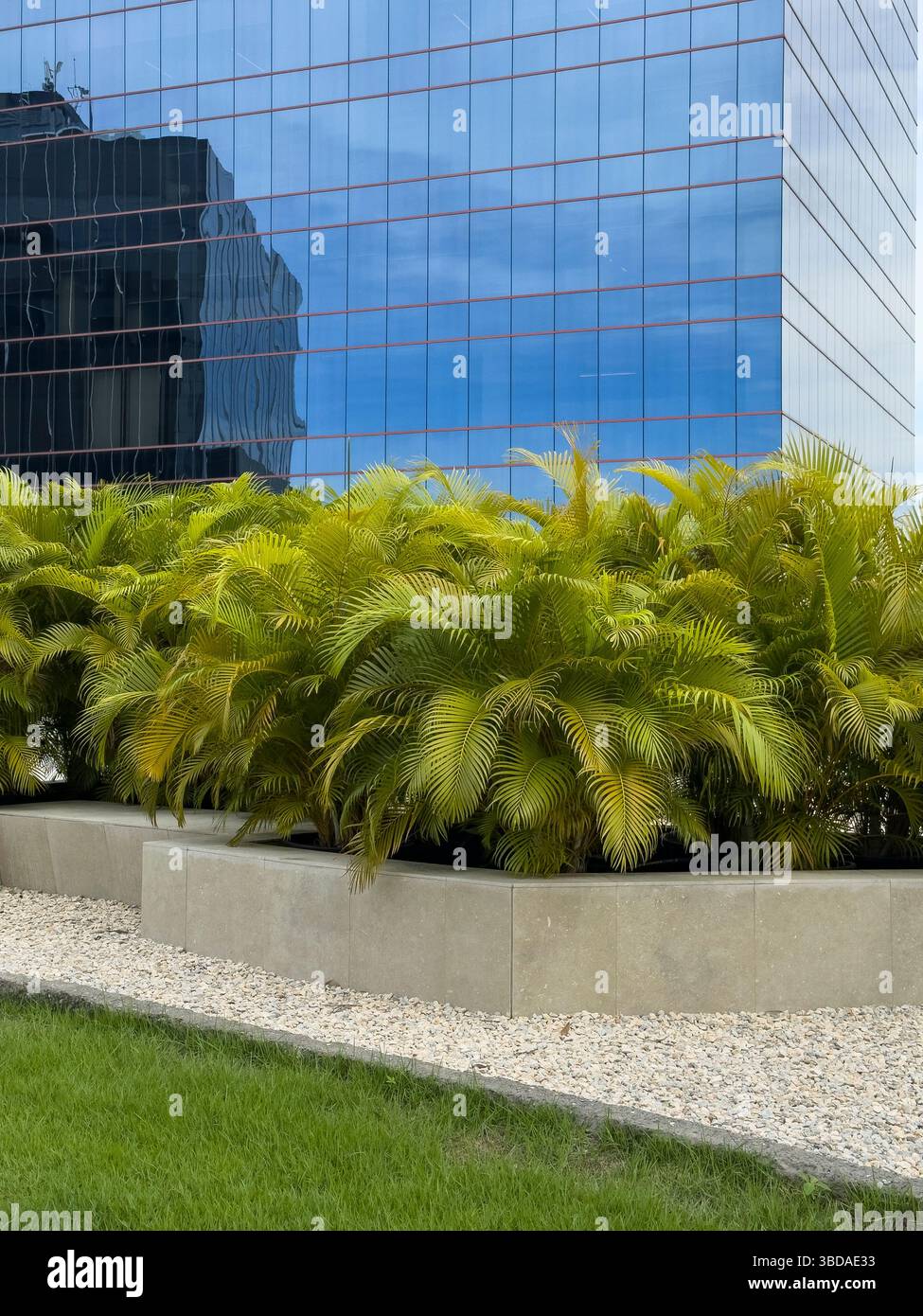 Glass facade of a modern office building with palm trees, Panama City ...