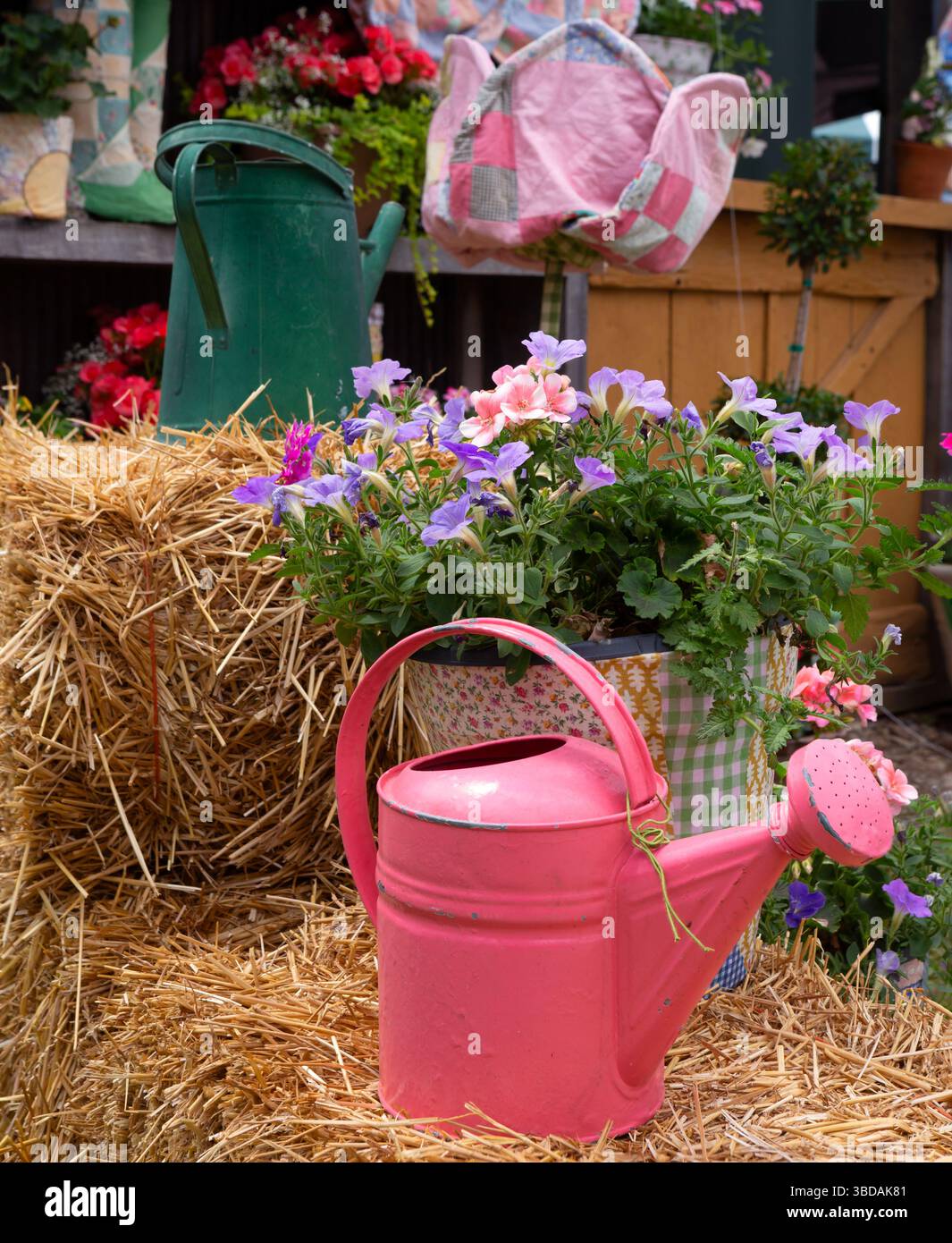 Spring display of petunias on bails of hay with a pink colored watering ...