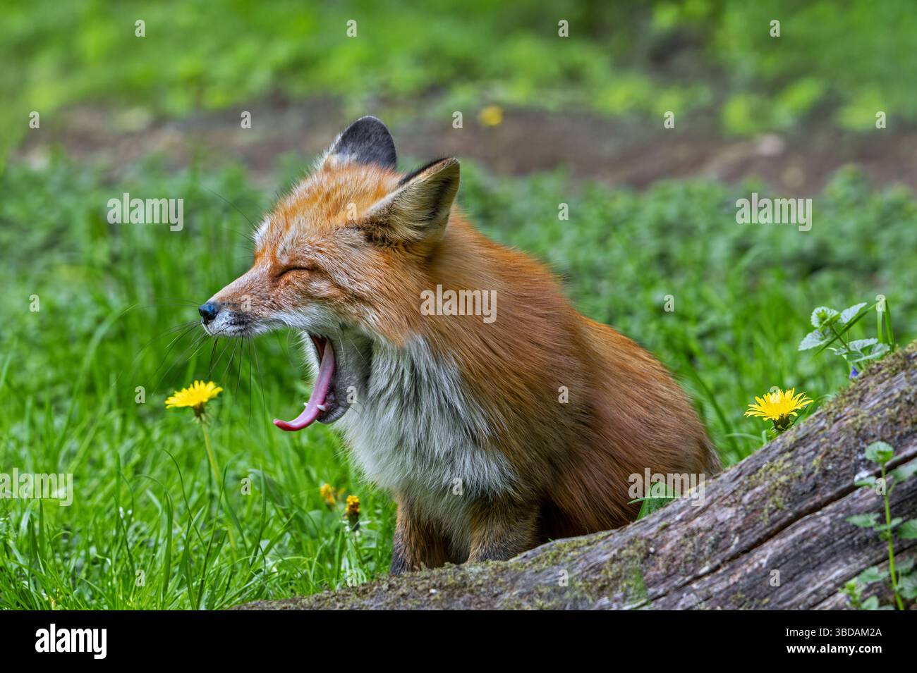 Sleepy red fox (Vulpes vulpes) yawning in grassland / meadow at edge of forest Stock Photo - Alamy