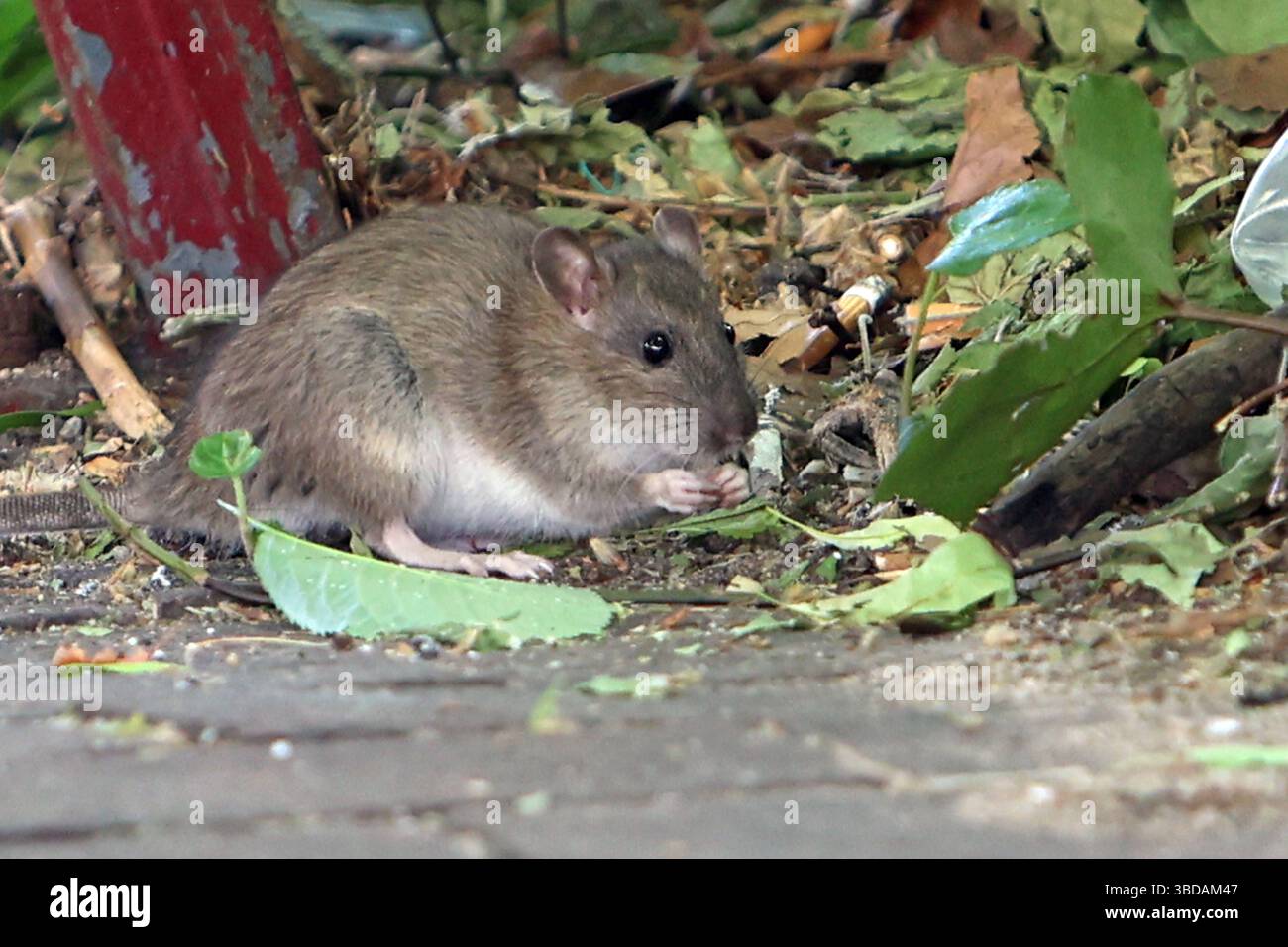 Ratten in der Landschaft Eine junge Wanderratte läuft auf der Suche ...
