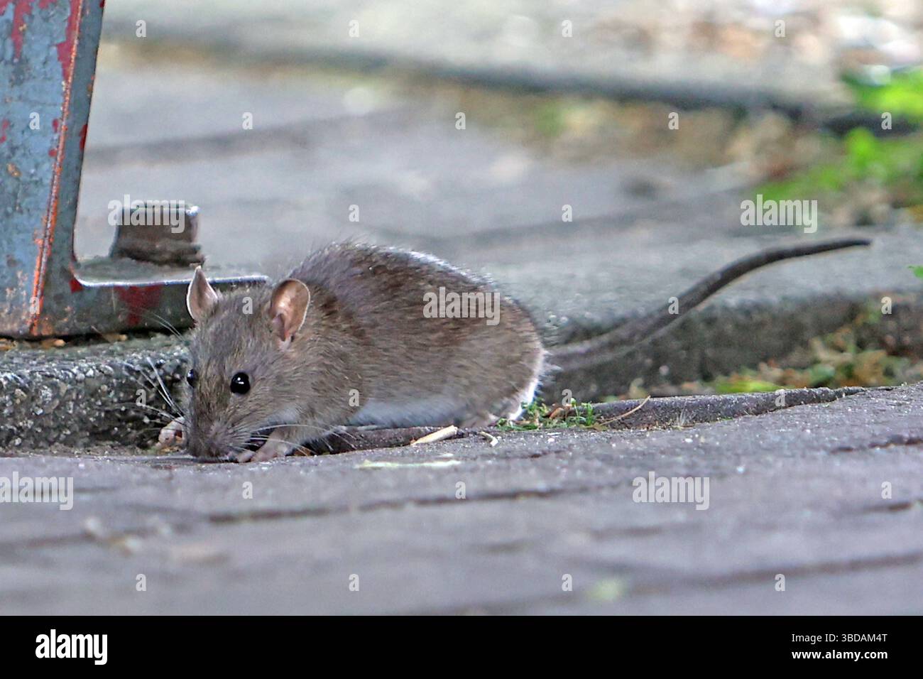 Ratten in der Landschaft Eine junge Wanderratte läuft auf der Suche ...