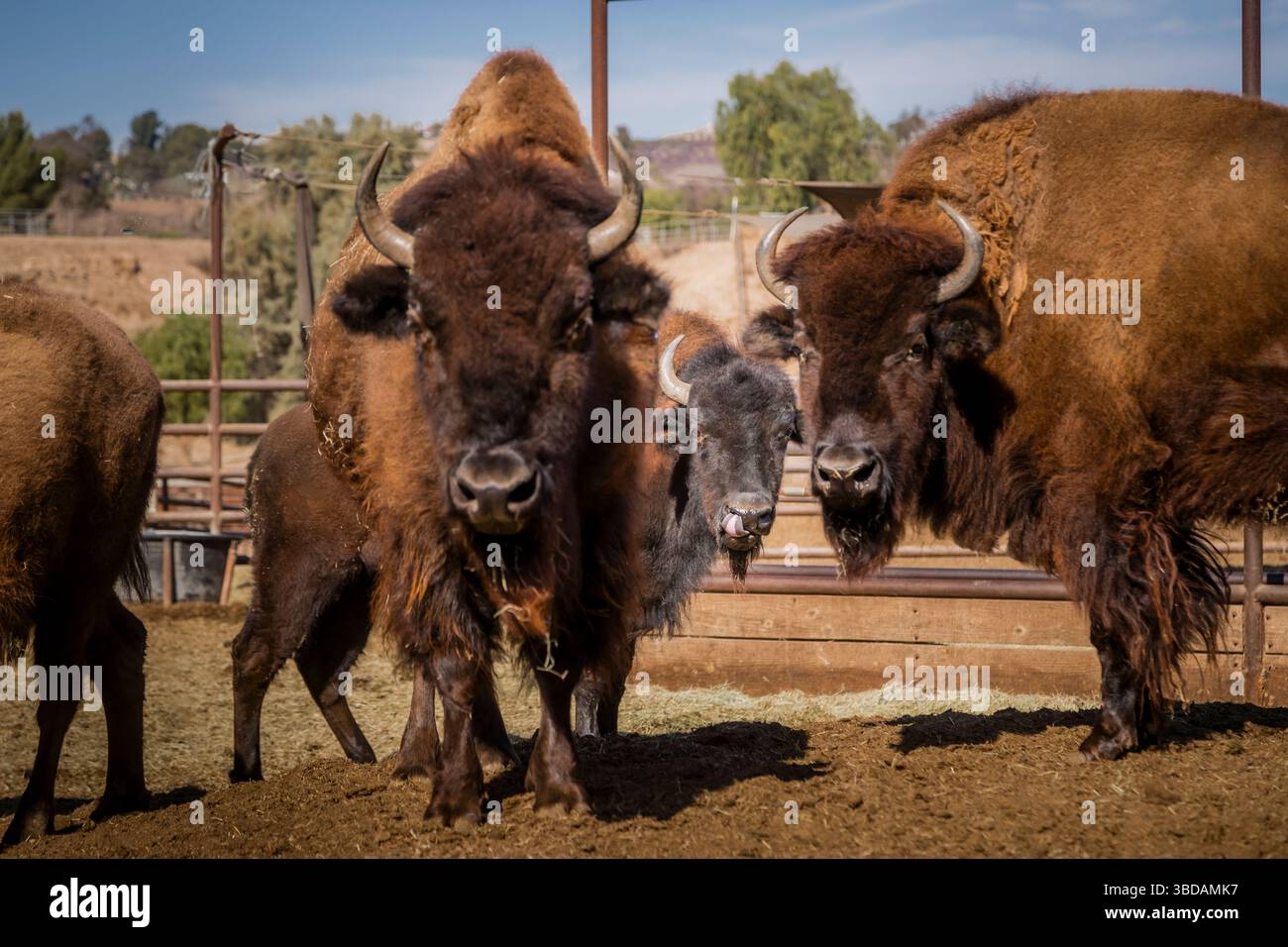 north american bison buffalo in ranch corral Stock Photo - Alamy