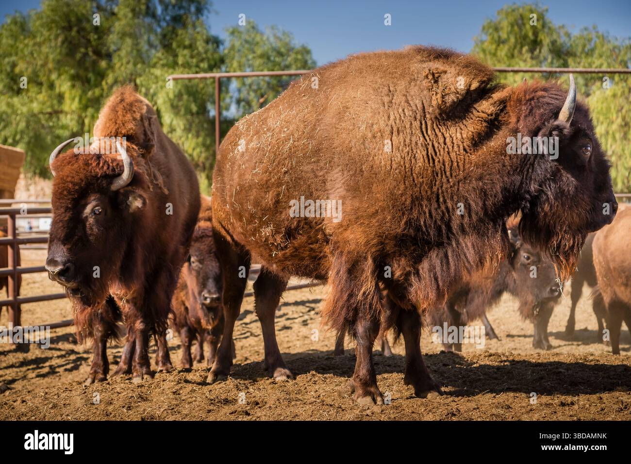 north american bison buffalo in ranch corral Stock Photo - Alamy