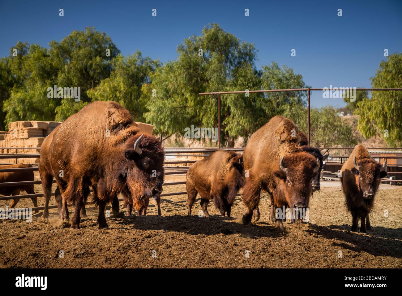 north american bison buffalo in ranch corral Stock Photo - Alamy