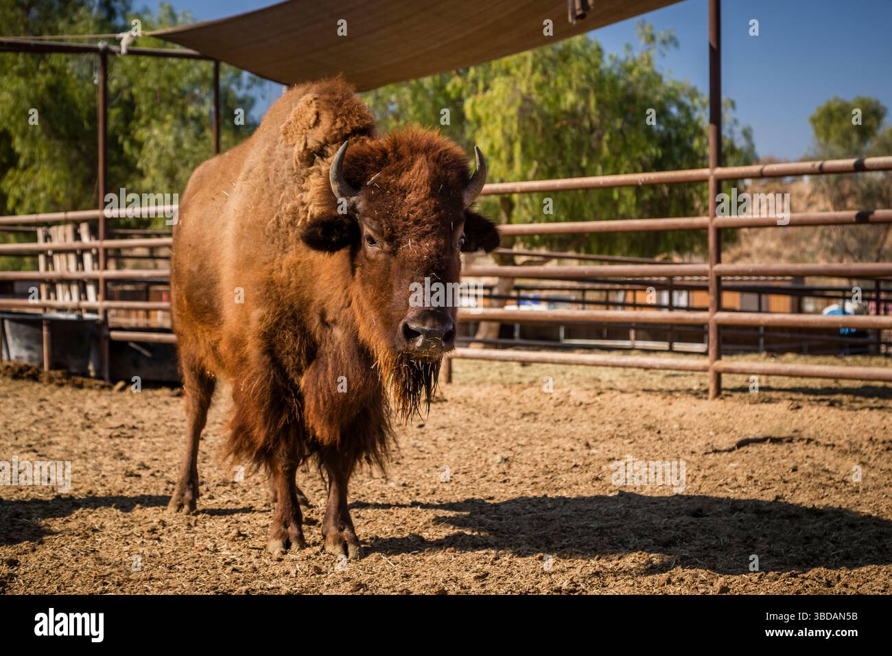 north american bison buffalo in ranch corral Stock Photo - Alamy