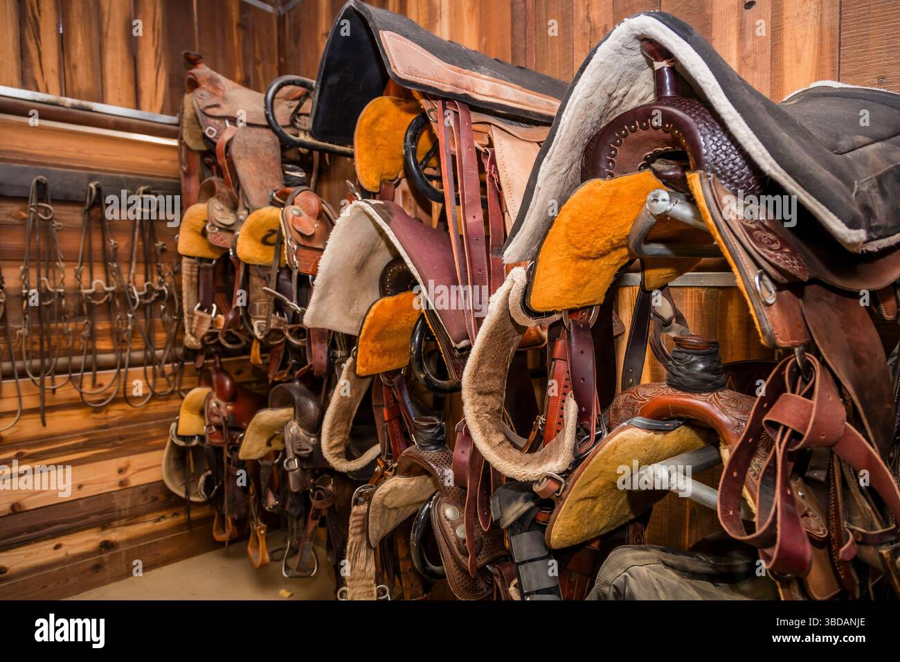 leather equestrian horseback riding tack gear and saddles Stock Photo ...