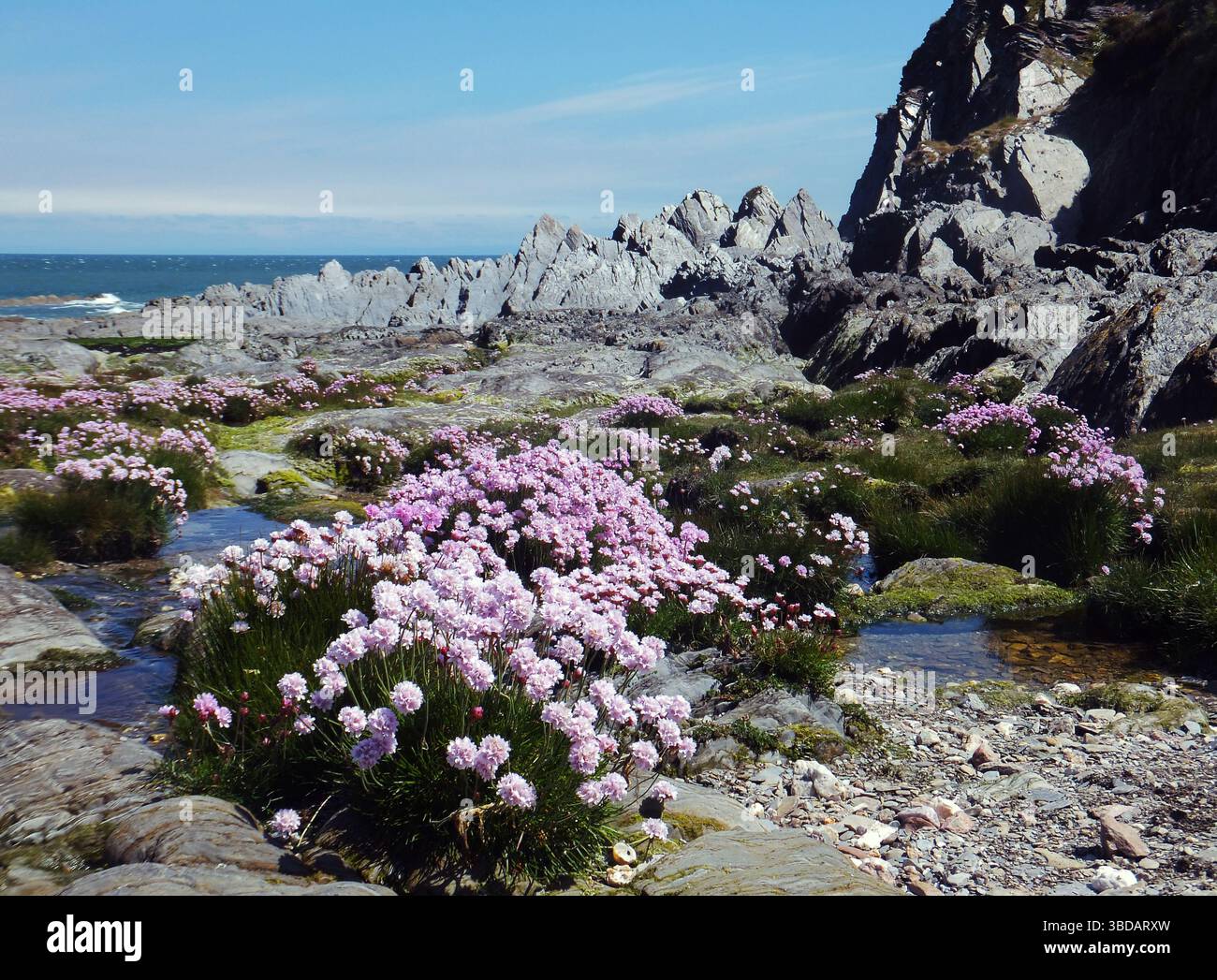 Growng among the rocks hi-res stock photography and images - Alamy