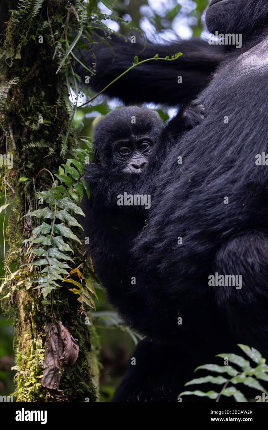Infant gorilla with mother Stock Photo - Alamy