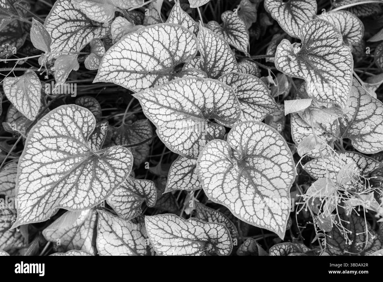 Bold statement Black and White Stock Photos & Images - Alamy