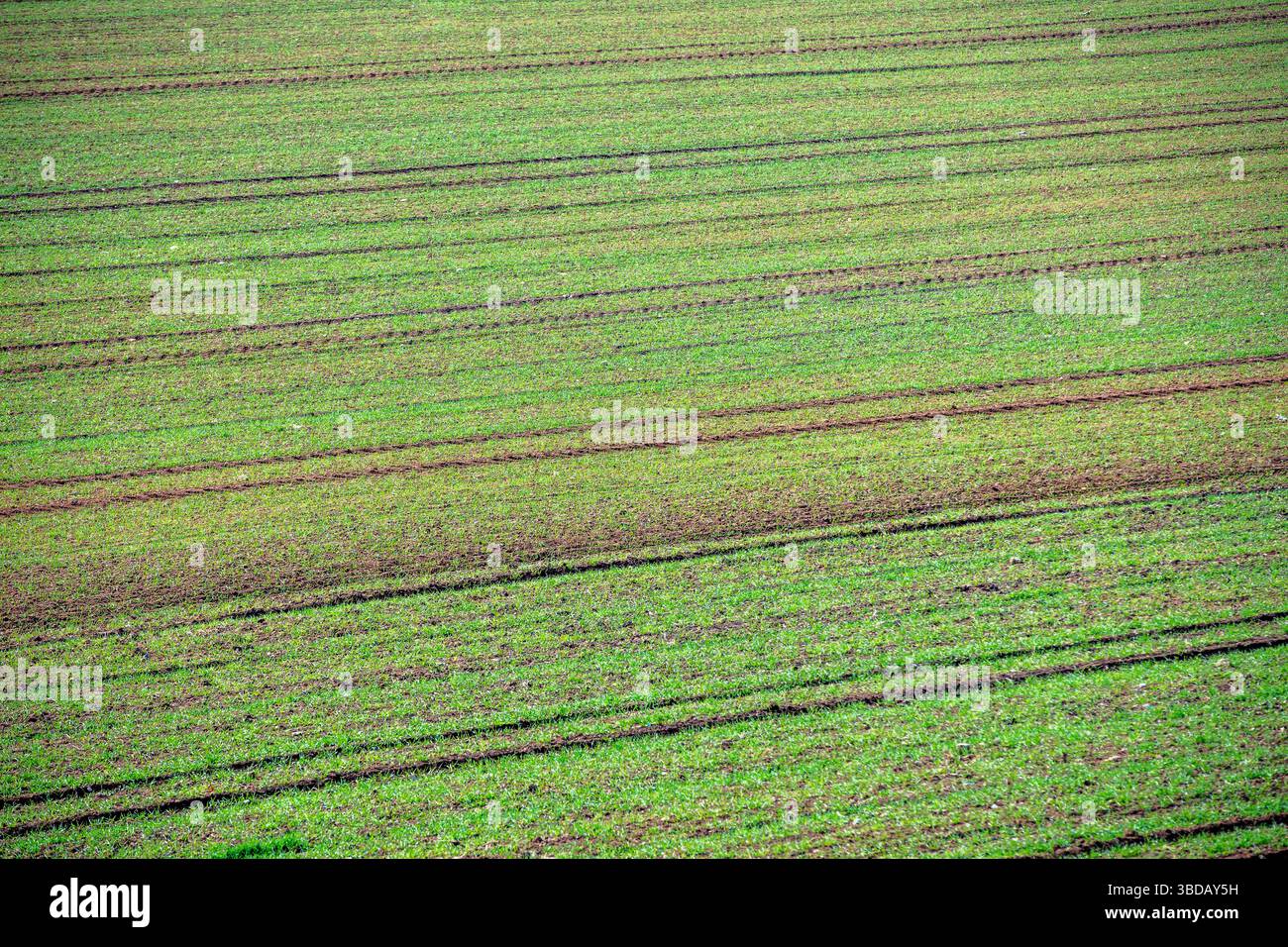 Top view of a wheat field in early spring. Rural nature background ...