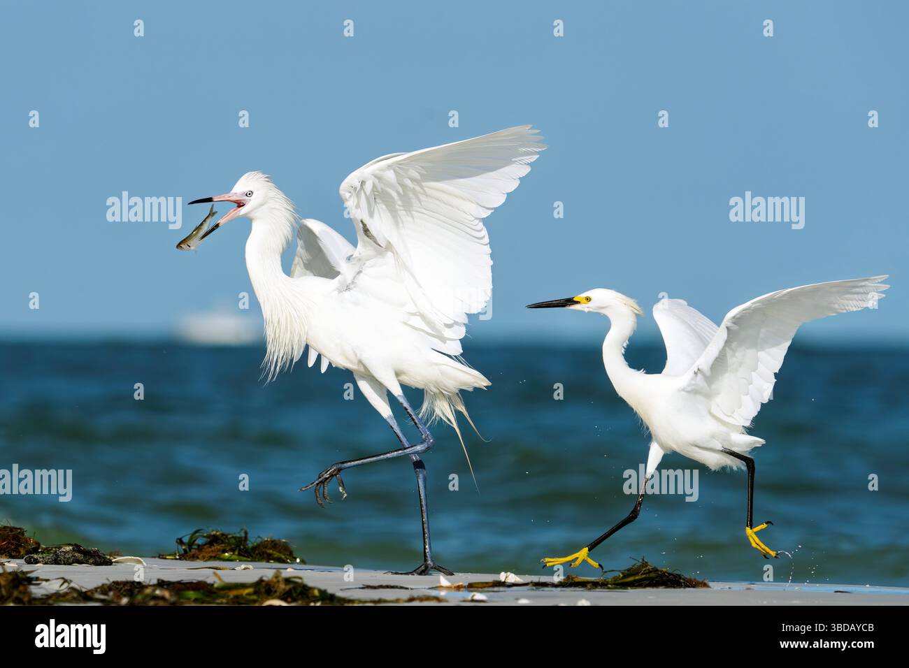 Tierra Verde, Florida, USA. 23rd May, 2025. A snowy egret chases a rare ...