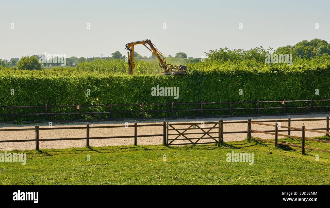 May 13, 2025 - Zuid-Beveland-Netherlands: A hedge trimming machine cuts ...
