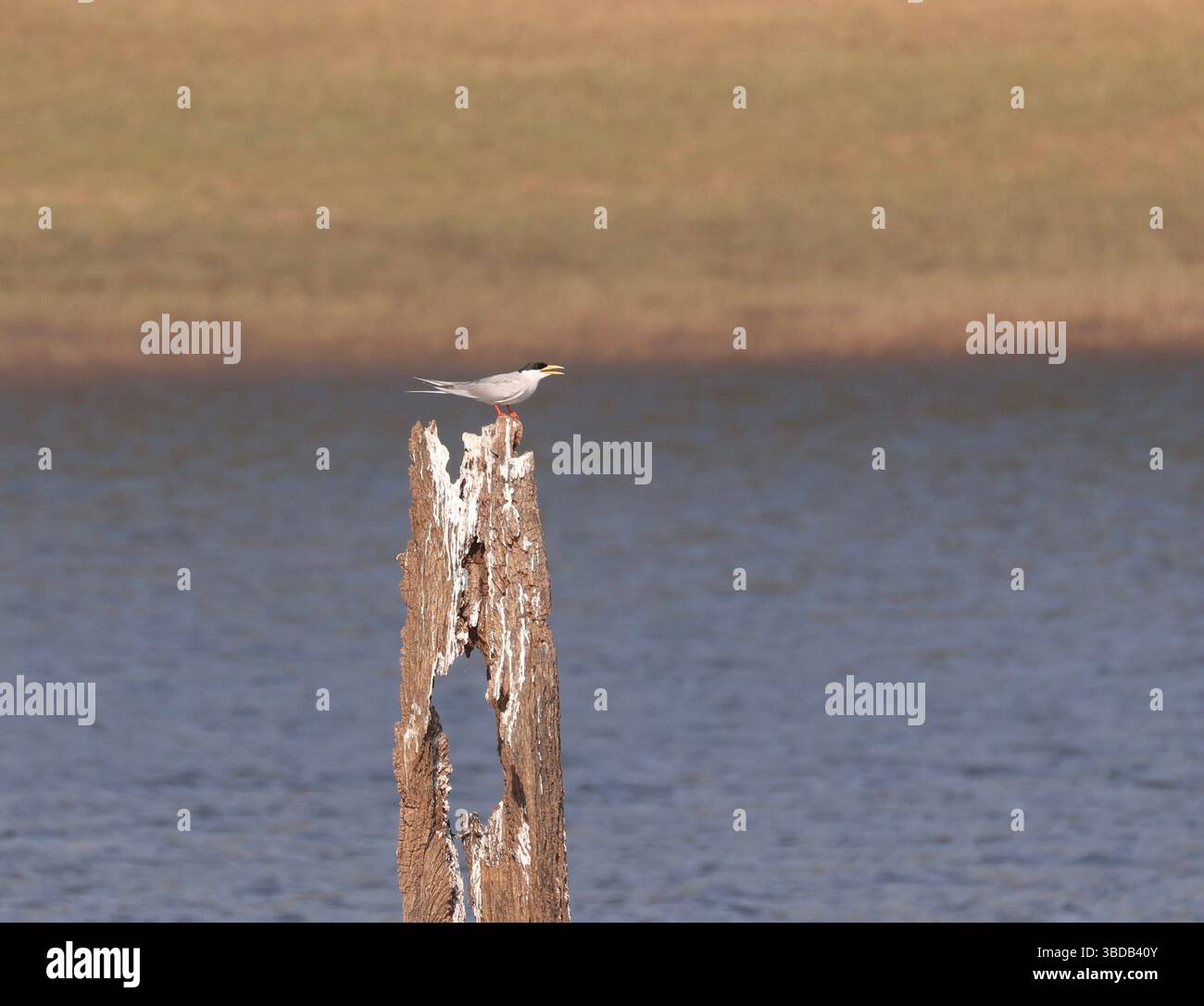 River Tern - Sterna aurantia Stock Photo - Alamy
