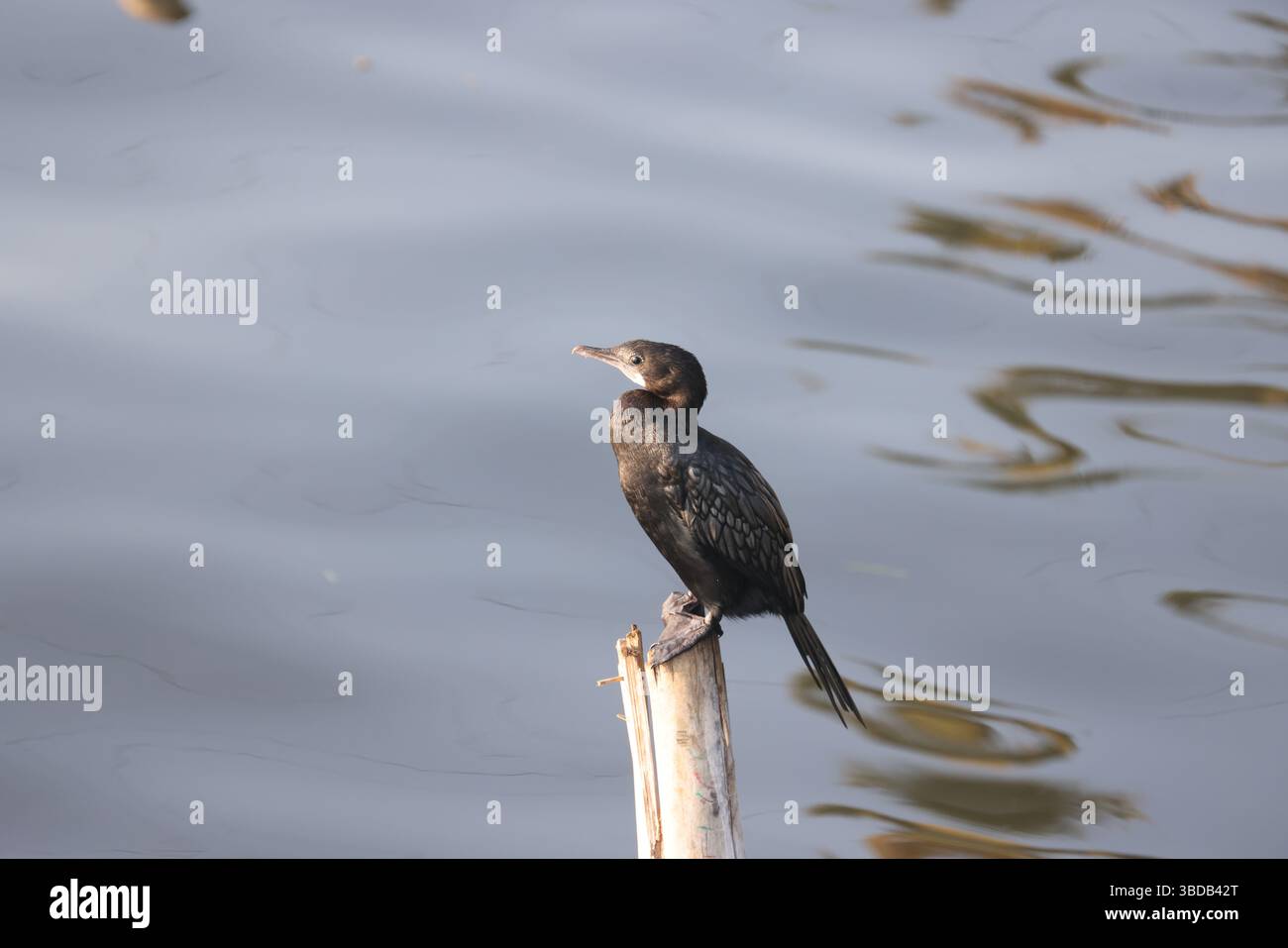 Indian cormorant bird on hi-res stock photography and images - Alamy