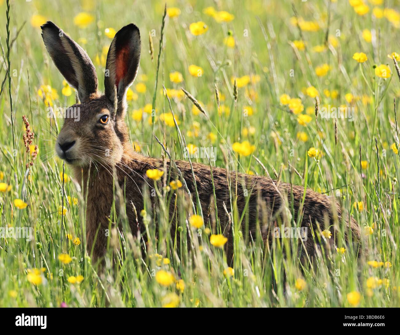 A Brown Hare (Lepus europaeus) in the Cotswold Hills grassland In ...