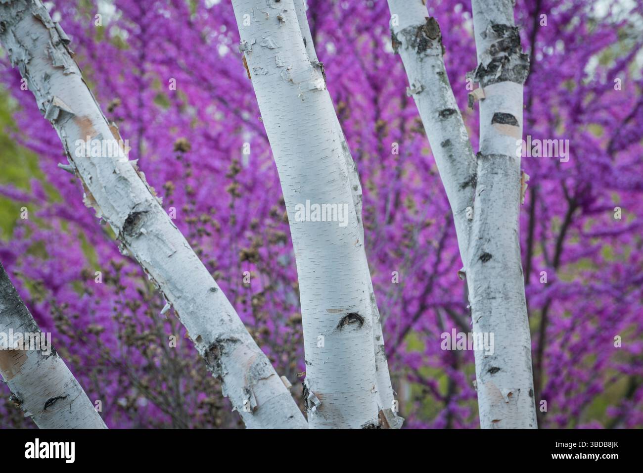 White birch tree trunks detail with red bud pink flowering tree behind ...