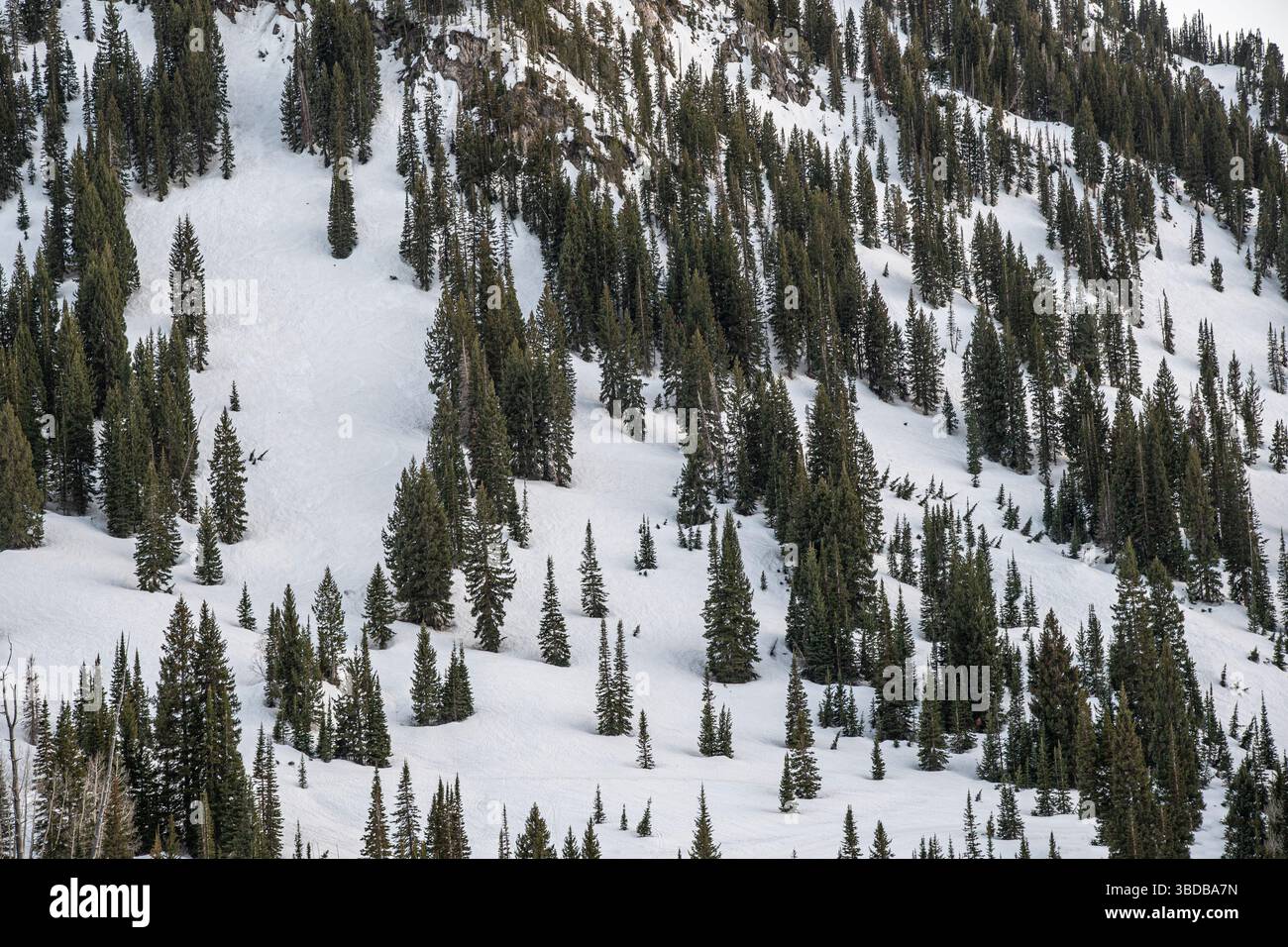 Juniper trees on hillside hi-res stock photography and images - Alamy