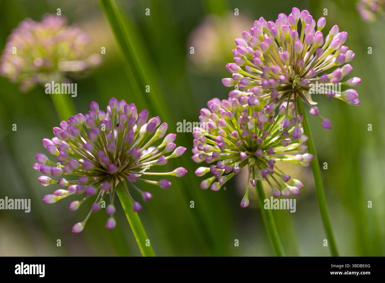 Bunch velvet allium lusitanicum hi-res stock photography and images - Alamy