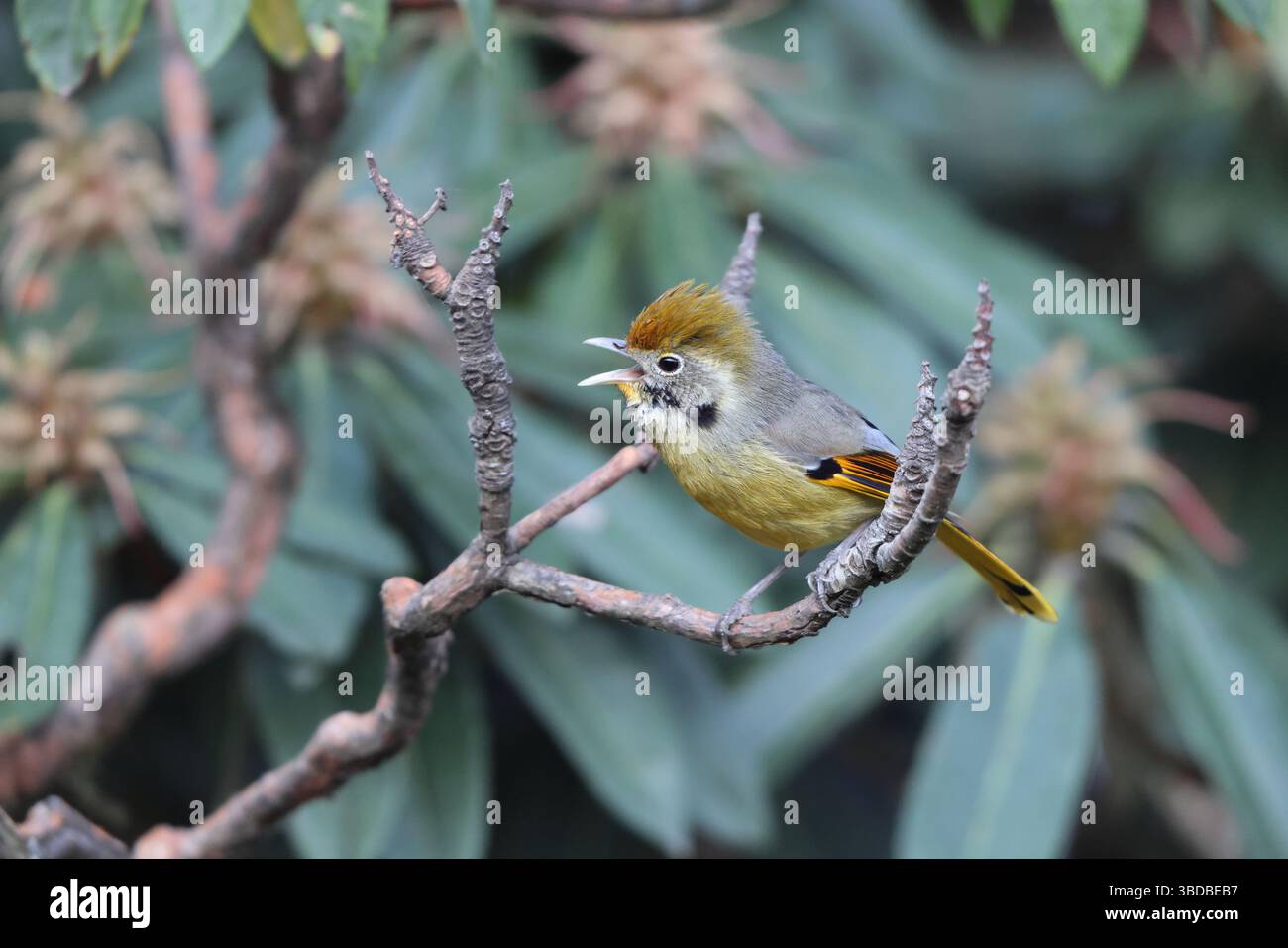 The bar-throated minla or chestnut-tailed minla (Actinodura strigula ...