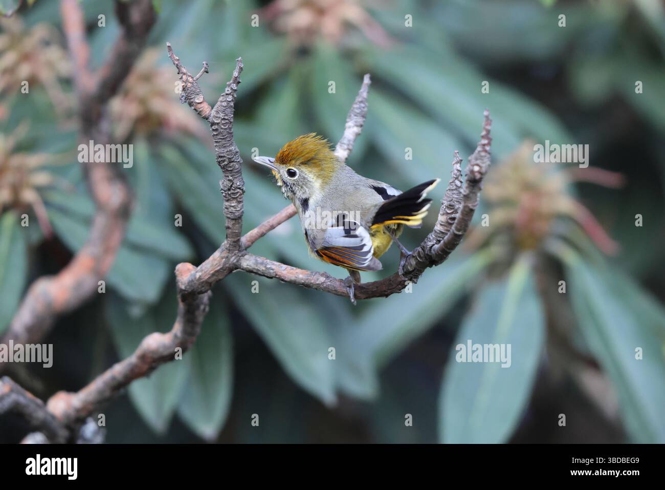 The bar-throated minla or chestnut-tailed minla (Actinodura strigula ...