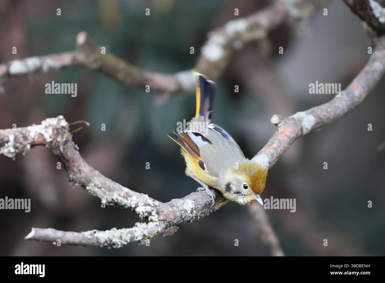 The bar-throated minla or chestnut-tailed minla (Actinodura strigula ...