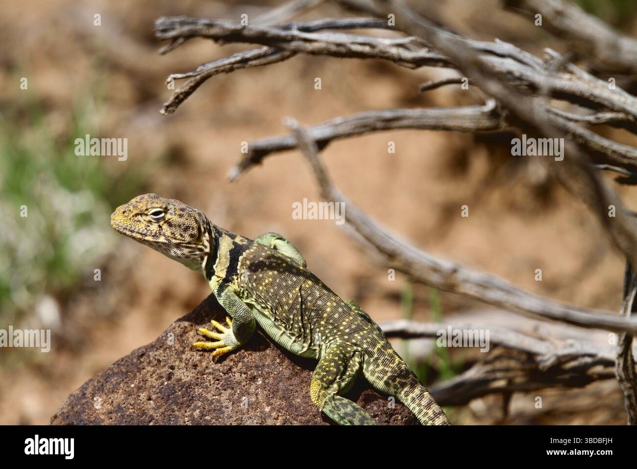 May 23, 2025, Three Stones, New Mexico: (new) eastern collared lizard ...