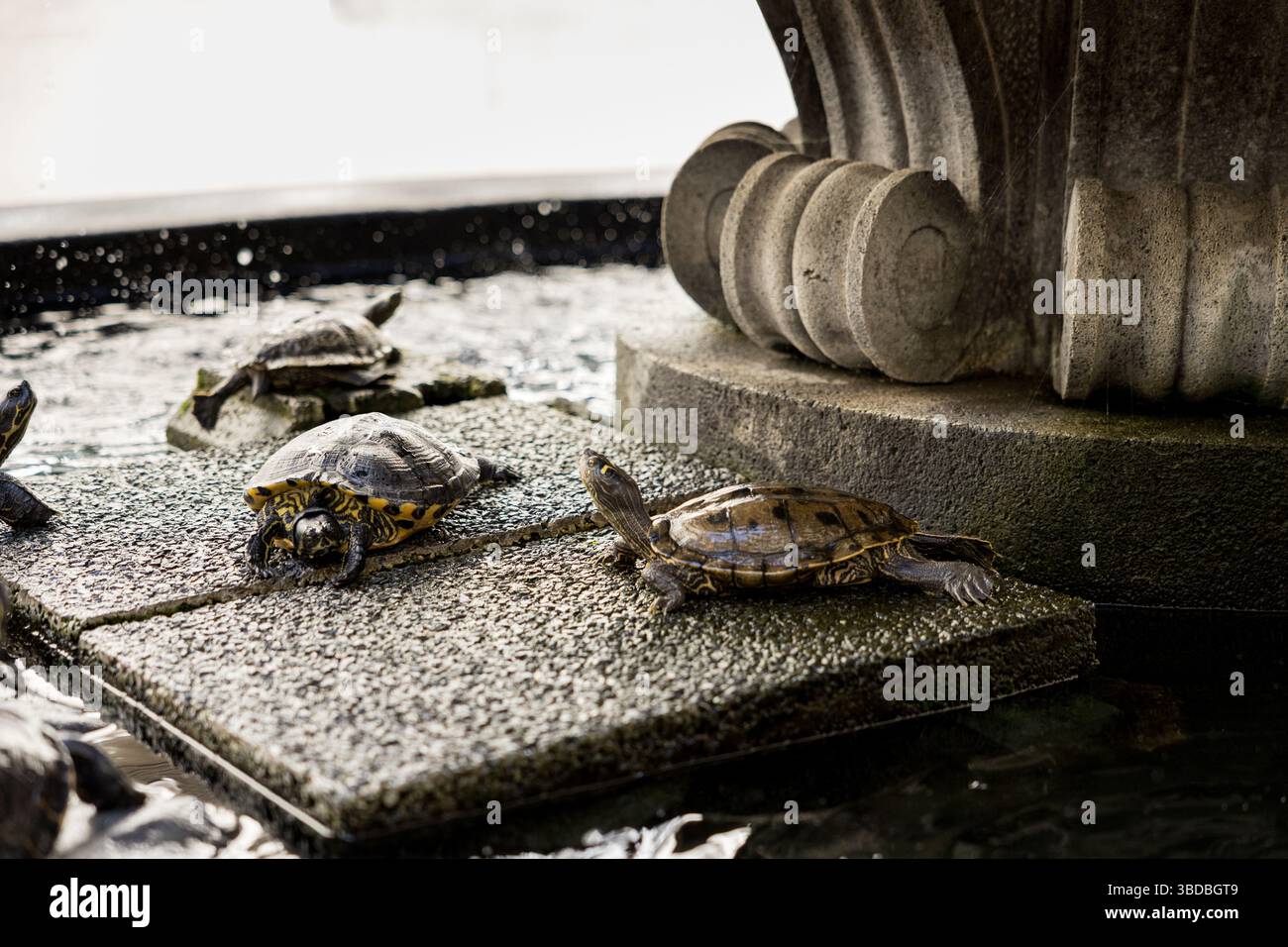 Group of turtles on top of rock in freshwater tank Stock Photo - Alamy