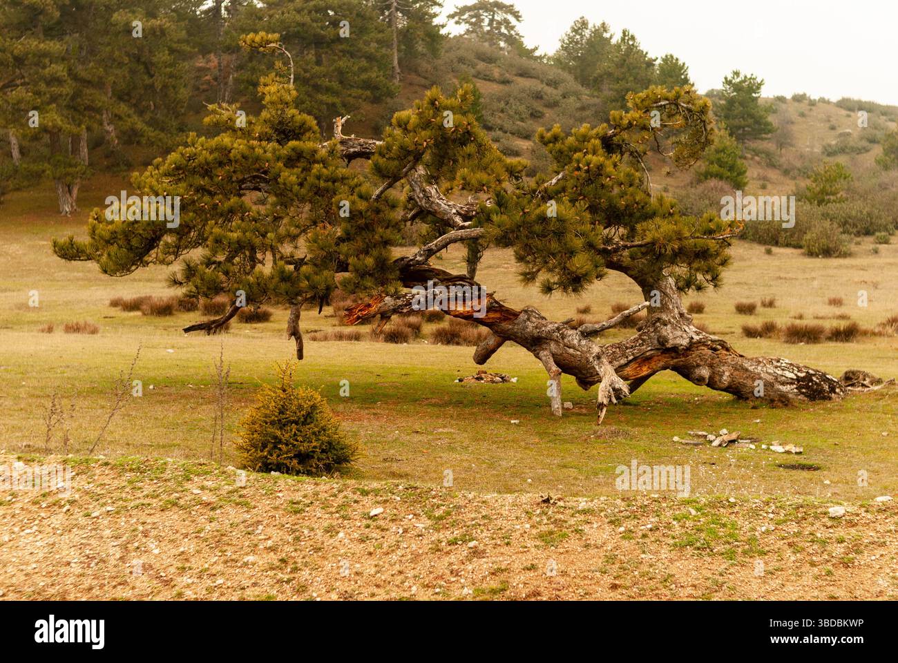 Twisted pine tree growing horizontally across meadow landscape ...