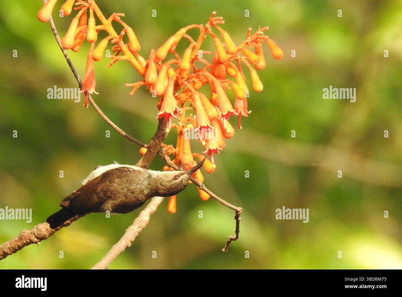 Sterculia hi-res stock photography and images - Alamy