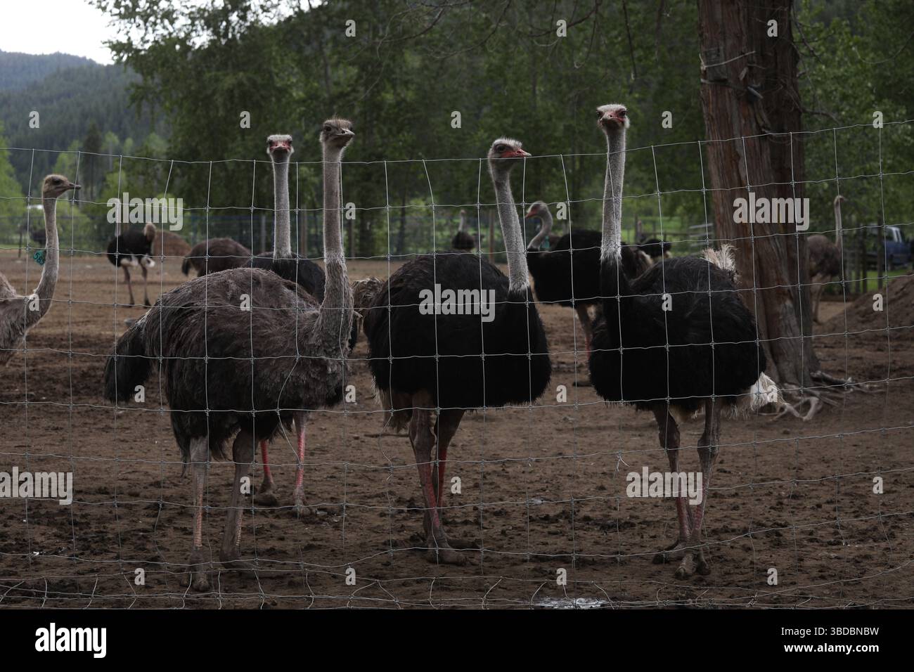 Edgewood, Canada. 17th May, 2025. Ostriches are seen at Universal ...