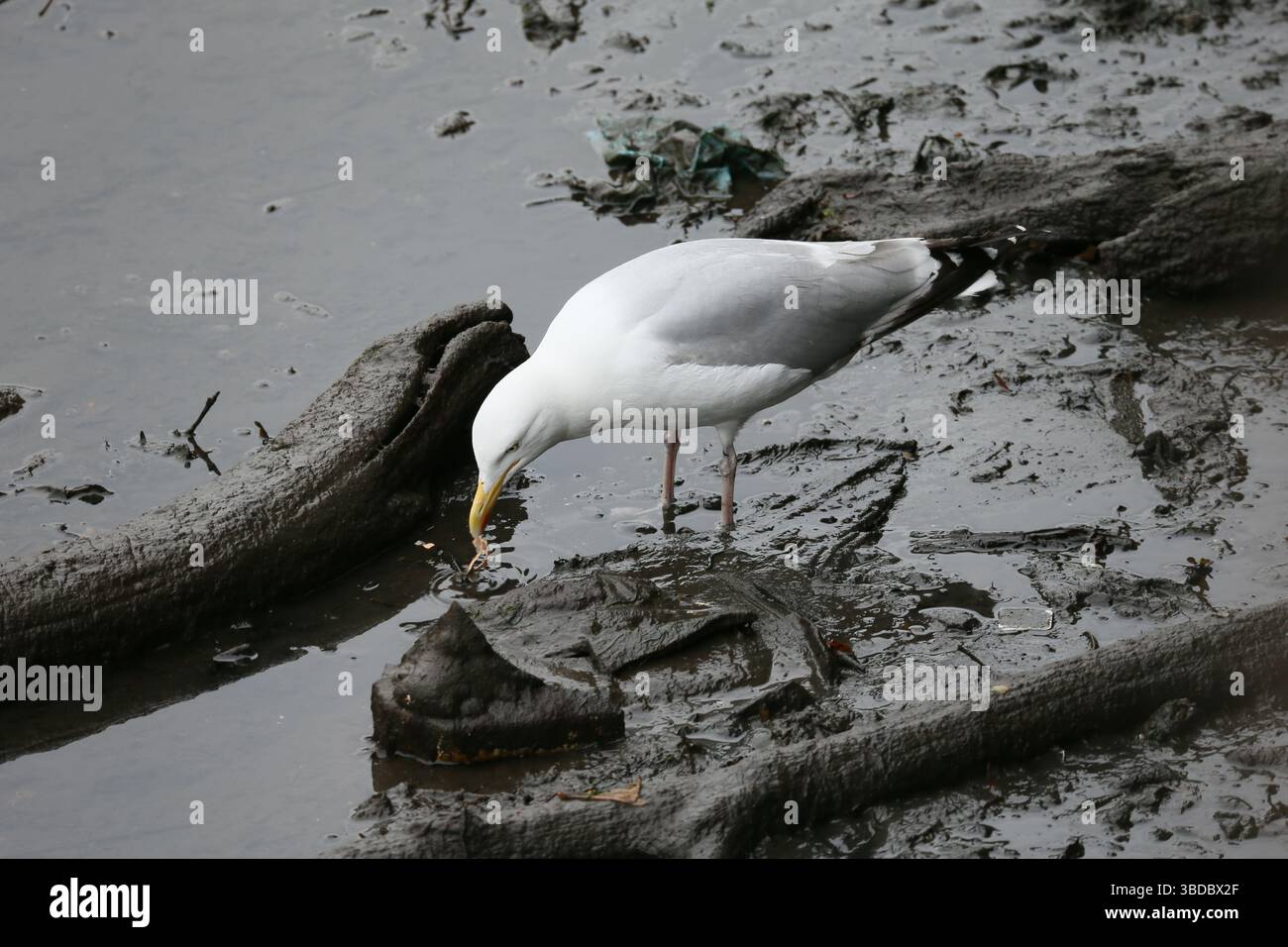 Dublin, Ireland - 23rd May 2025 - A seagull forages for food in the ...