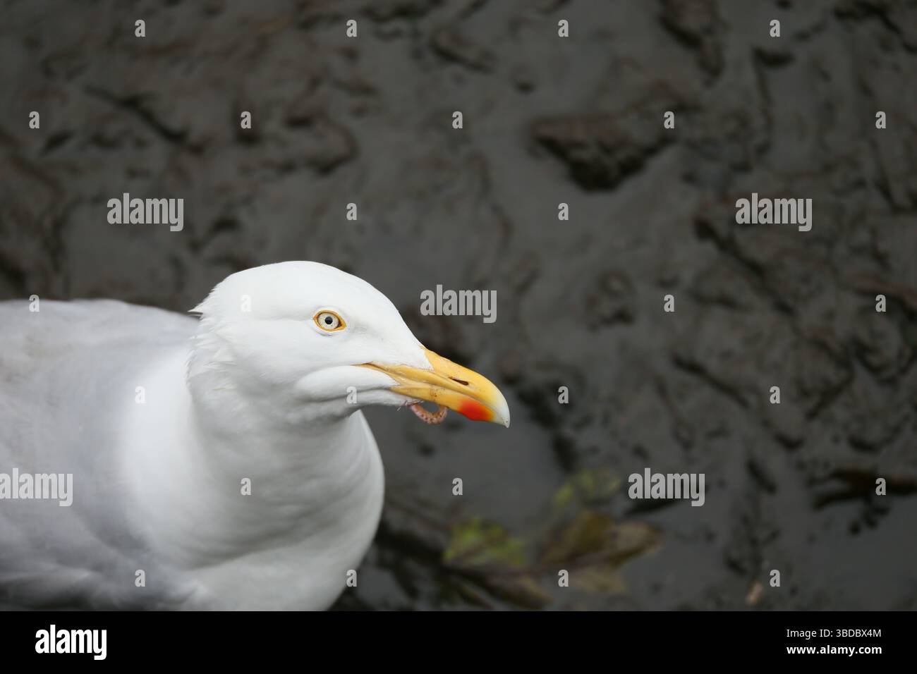 Dublin, Ireland - 23rd May 2025 - A seagull with tongue protruding from ...