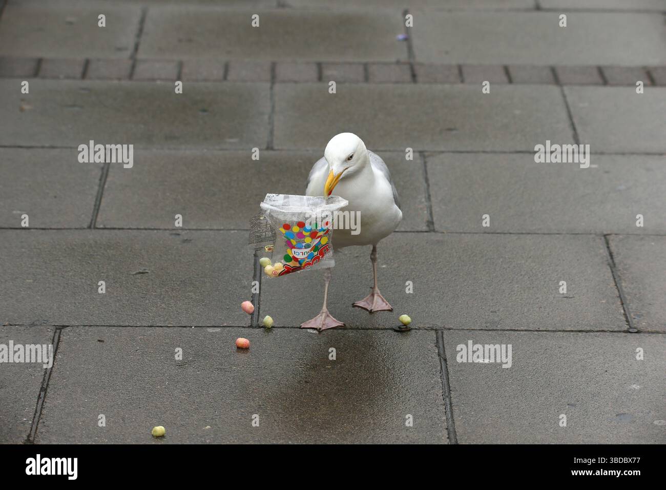 Dublin, Ireland - 23rd May 2025 - A seagull on a footpath eating ...