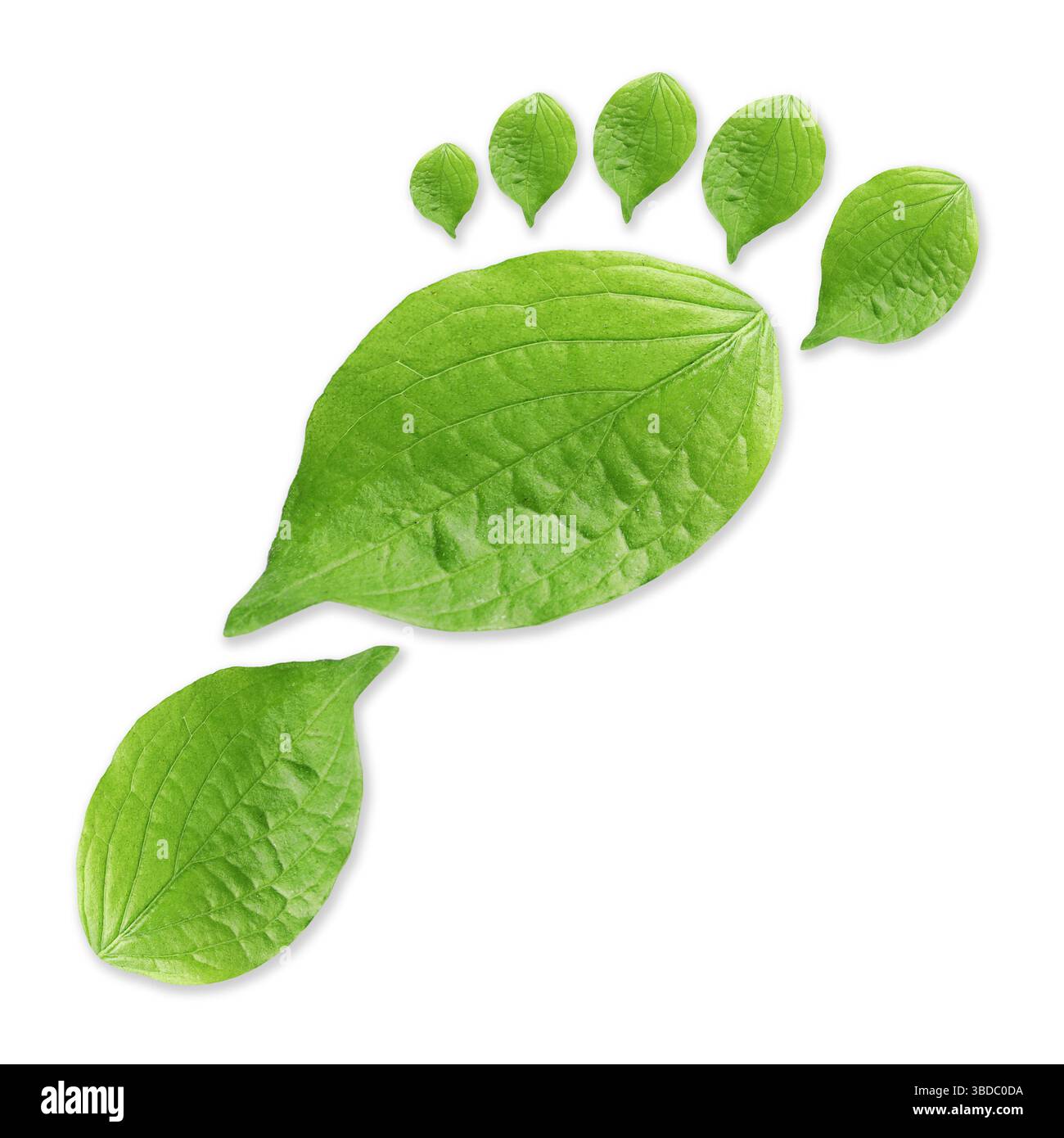 Human footprint made of green leaves on white background, top view ...