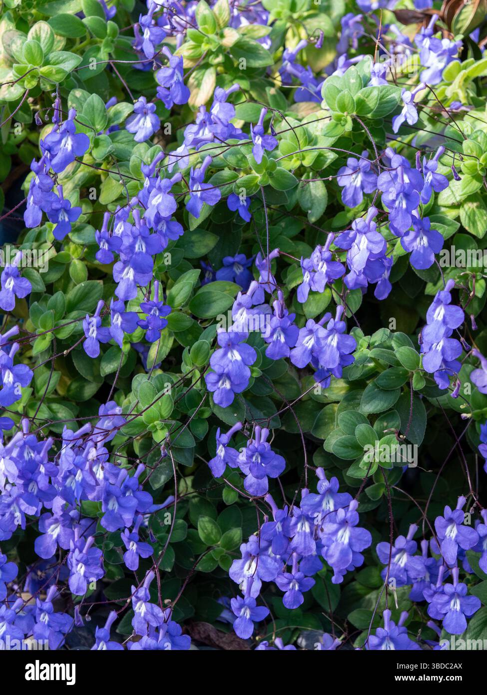 Nodding Violets purple flowers blooming on mass aka streptocarpella ...