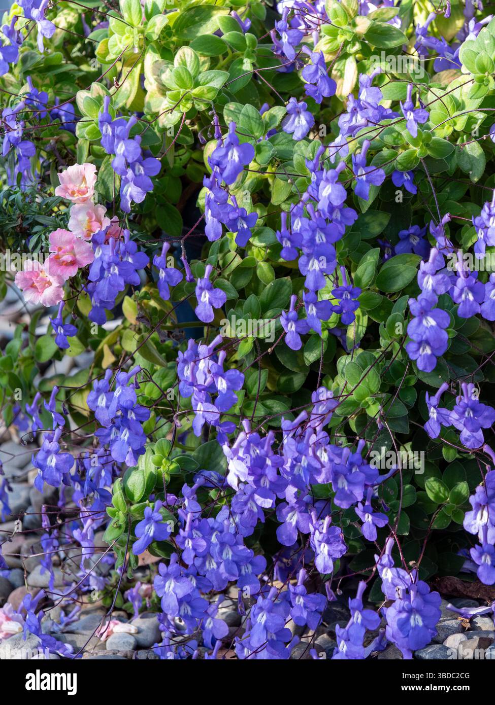 Nodding Violets purple flowers blooming on mass aka streptocarpella ...
