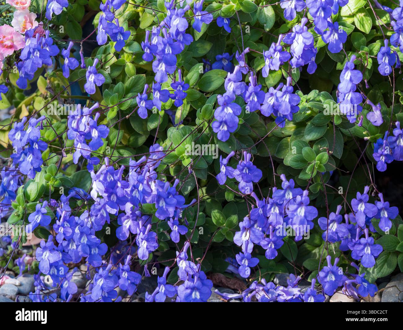 Nodding Violets purple flowers blooming on mass aka streptocarpella ...