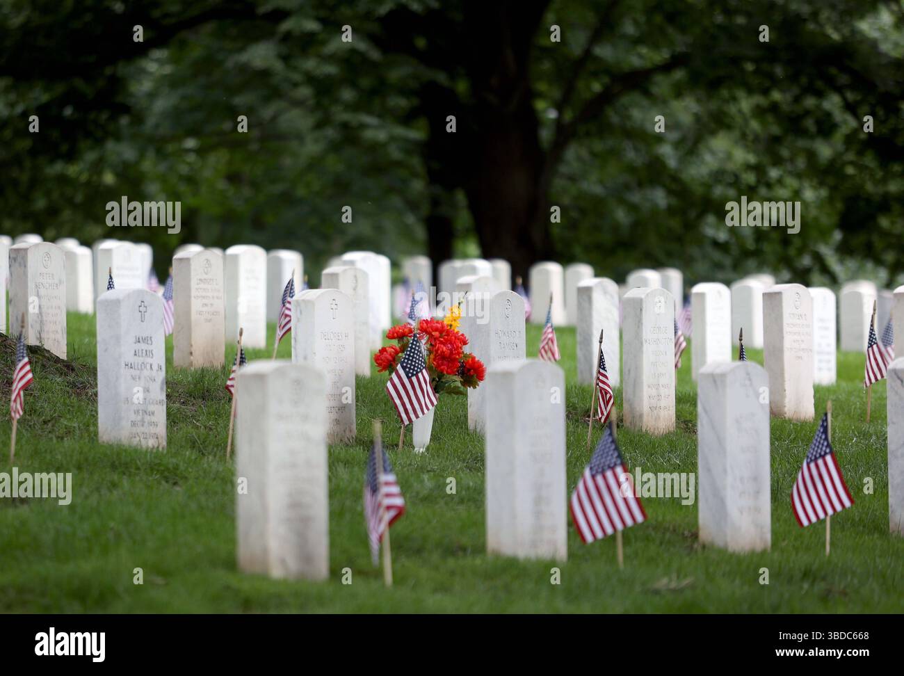 US flags at Arlington National Cemetery in Arlington, Virginia, USA ...